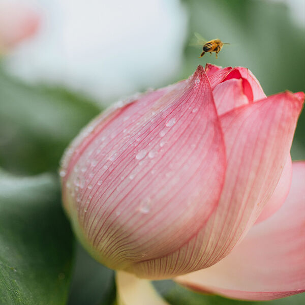 Shop Lotus Skincare Products | Skincare | Fresh Beauty US